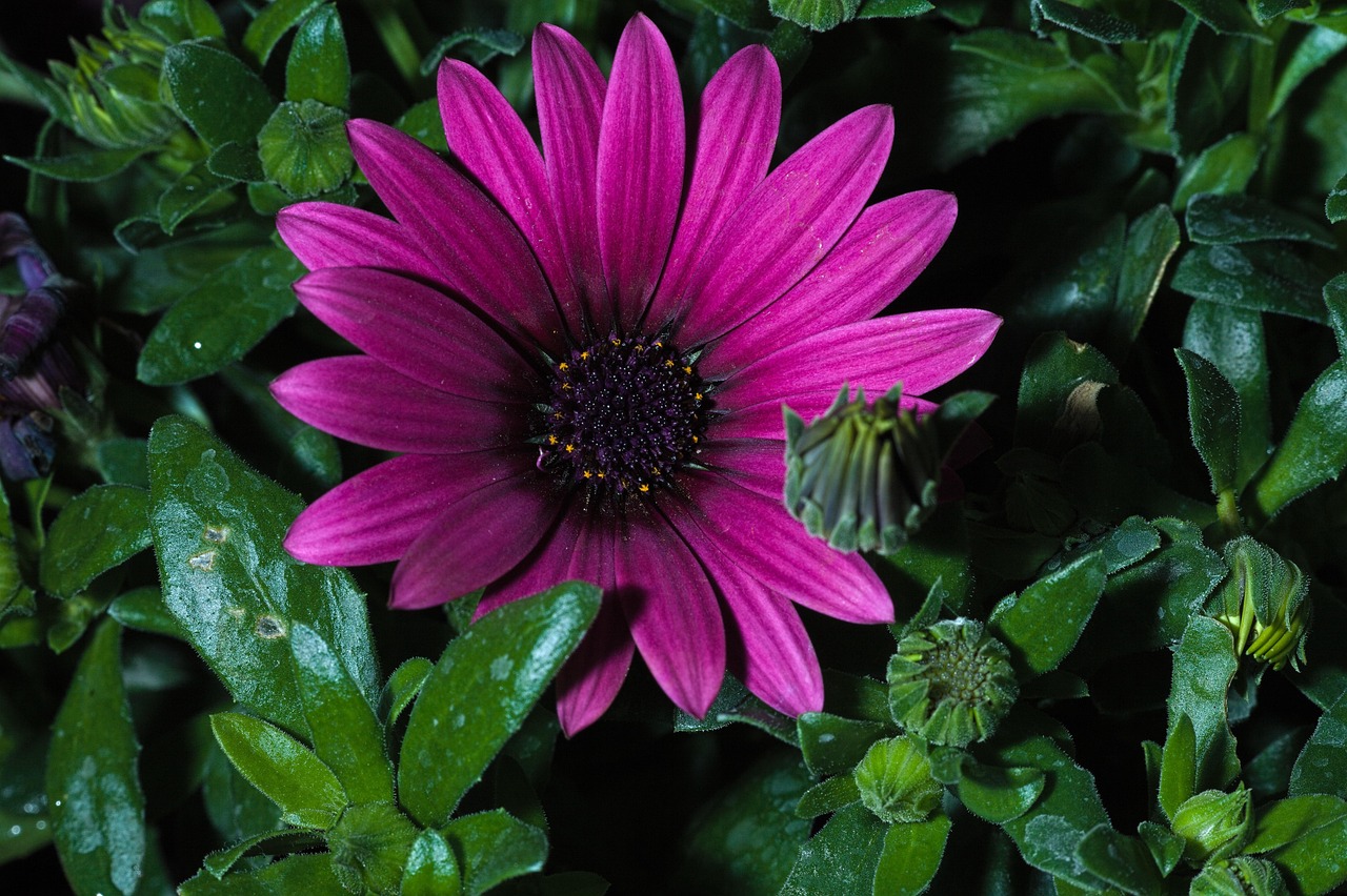Bloemen Kleuren Plant - Gratis foto op Pixabay - Pixabay