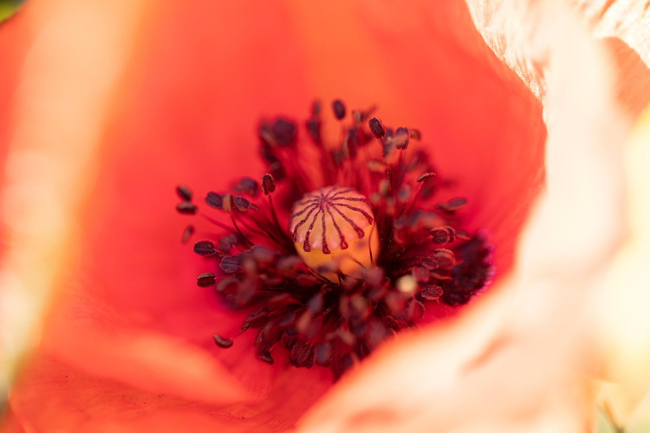 Pistill Blomma Kronblad - Gratis foto på Pixabay - Pixabay