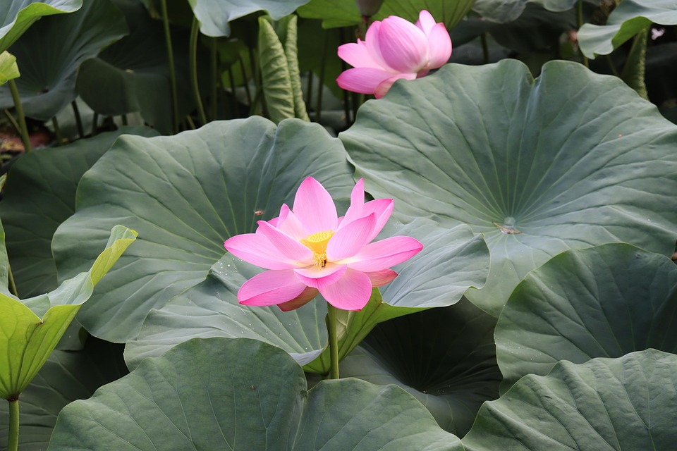 Lotus Blumen Pflanzen - Kostenloses Foto auf Pixabay - Pixabay