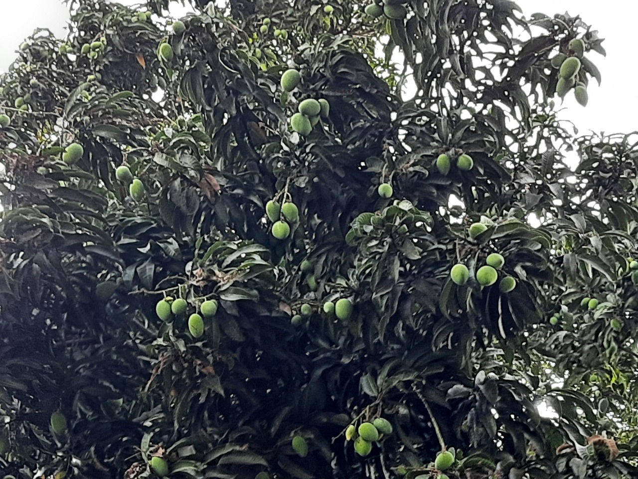 Mango Fruiting Green - Free photo on Pixabay