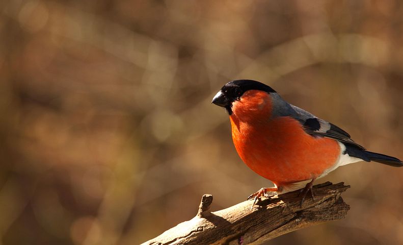 400+ zdjęć z kategorii Gil i Ptak łącznie - Pixabay