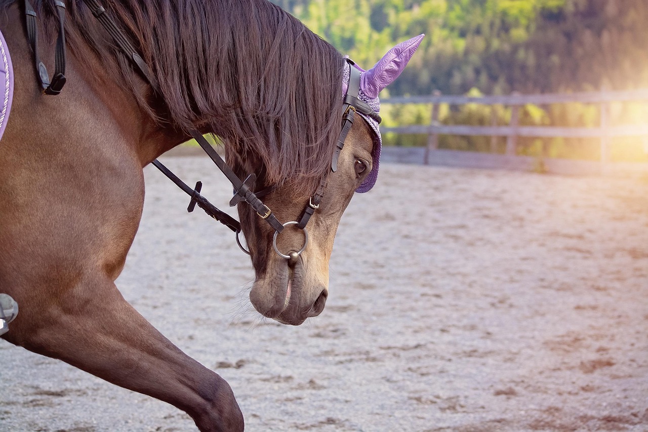 Paard Paarden Ruiter - Gratis foto op Pixabay - Pixabay