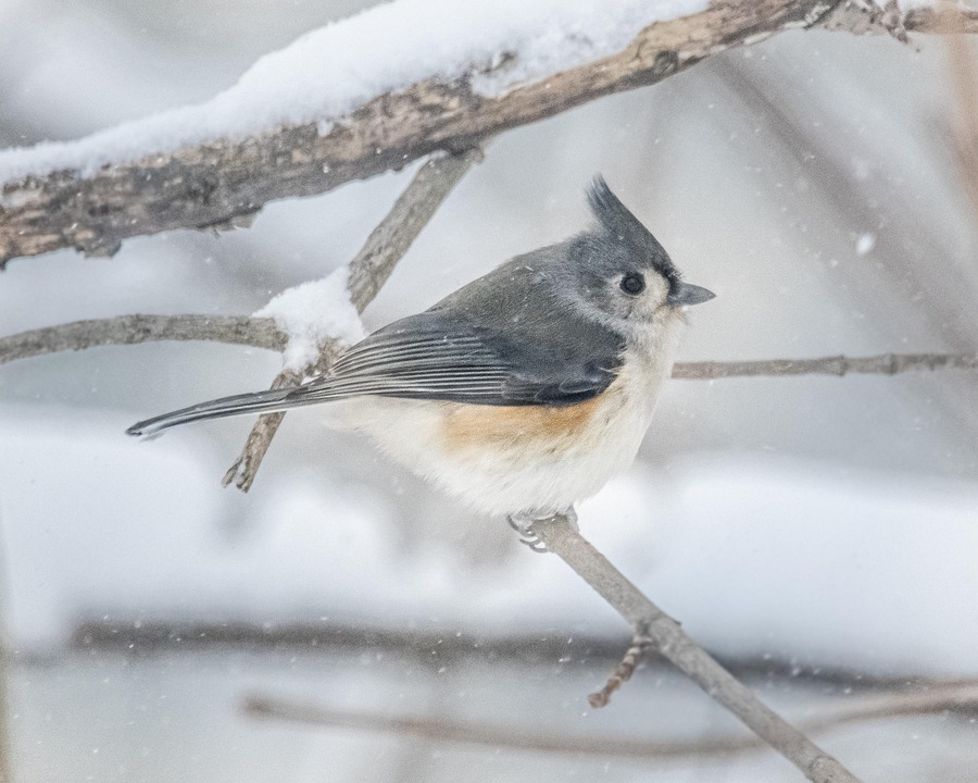 Songbird Tufted Titmouse - Free photo on Pixabay