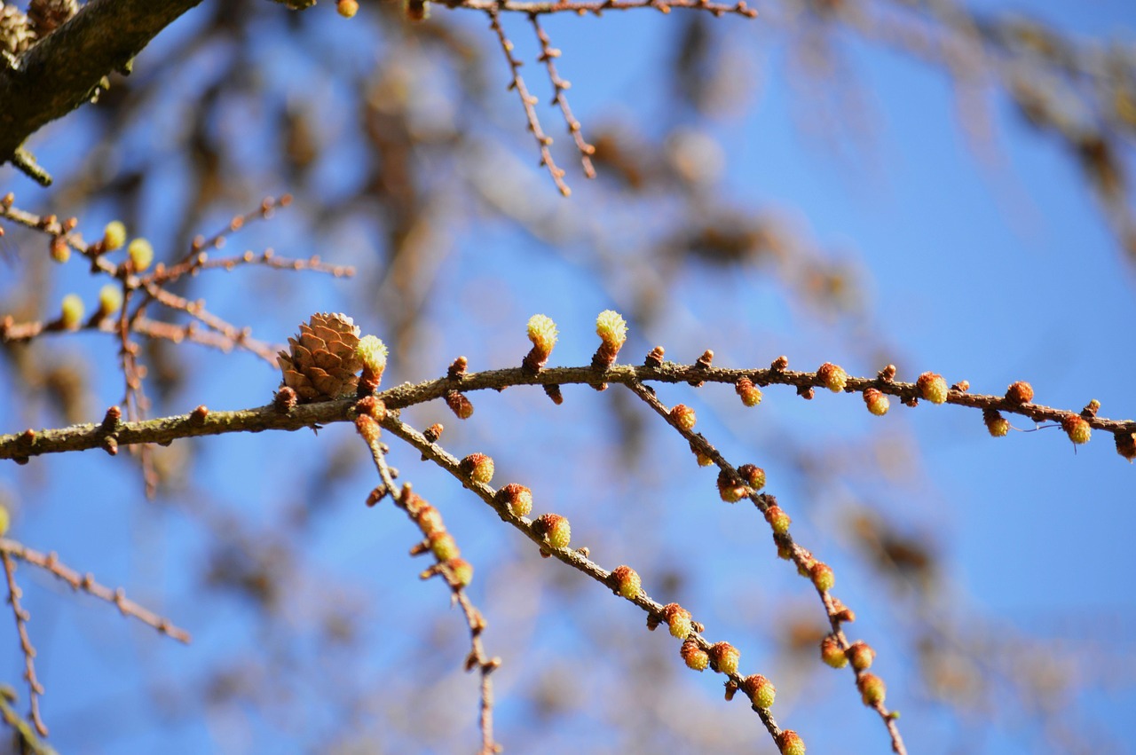 European Larch Larix Decidua Buds - Free photo on Pixabay - Pixabay