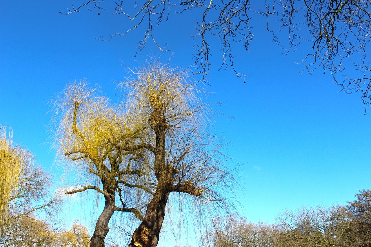 Trees Tree Forest - Free photo on Pixabay - Pixabay