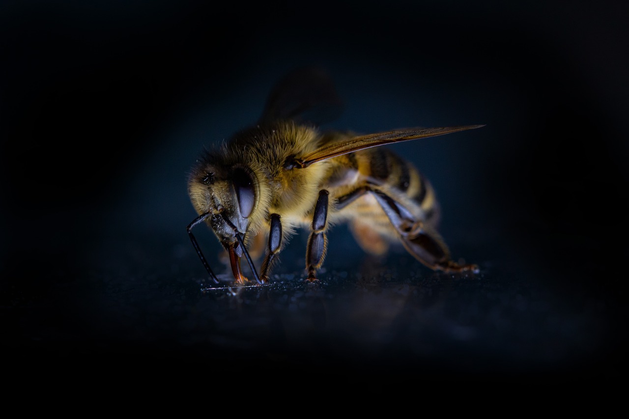 Honey Bee Insect - Free photo on Pixabay - Pixabay