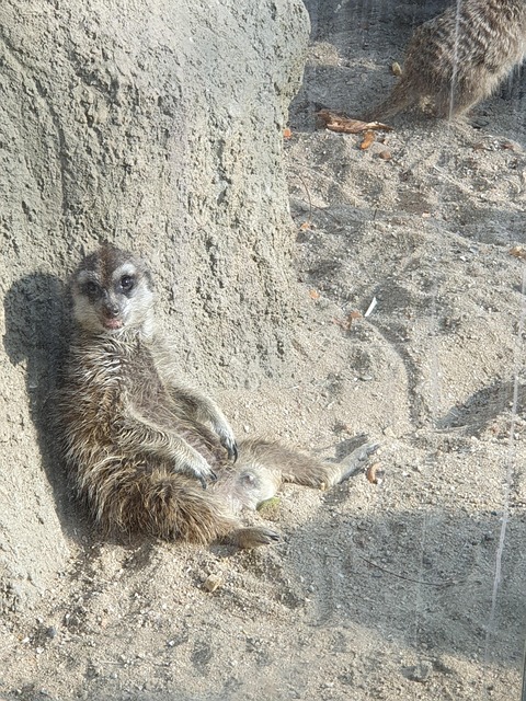 Suricata - Foto gratis en Pixabay - Pixabay