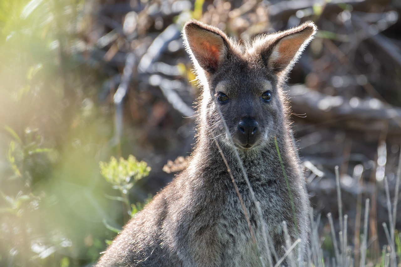 Bennetts Wallaby Marsupial - Free photo on Pixabay - Pixabay