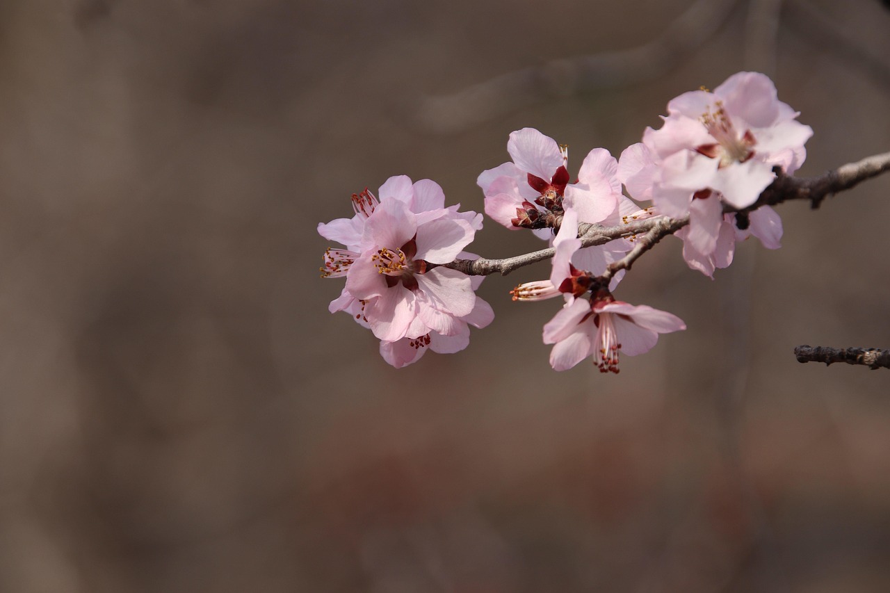 Fleur De Pêche Fleurs Le Printemps - Photo gratuite sur Pixabay - Pixabay