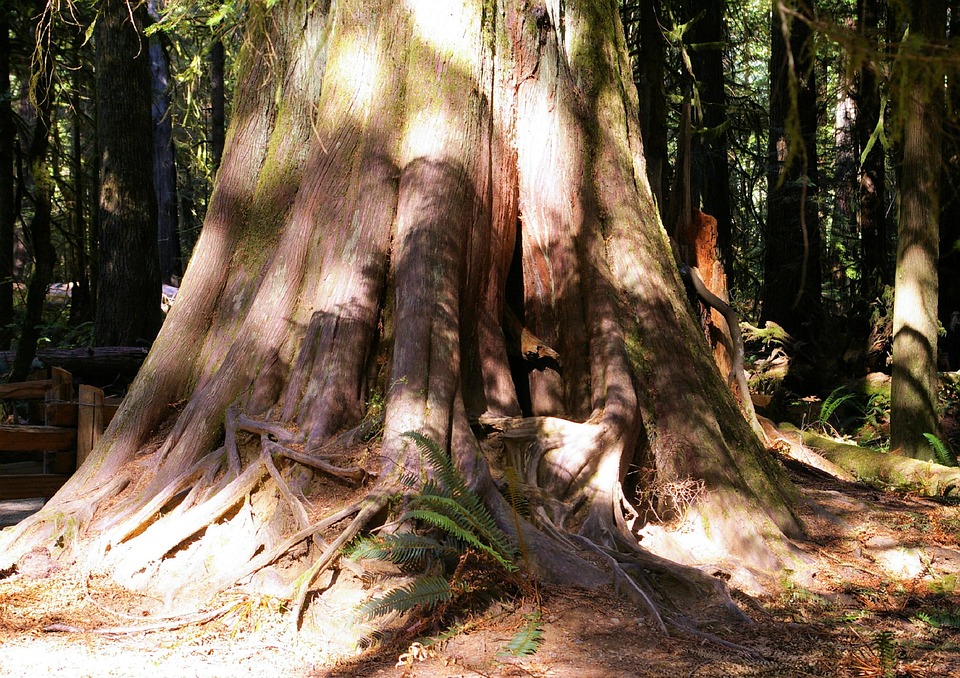 Massive Trees Douglas Fir Giant - Free photo on Pixabay