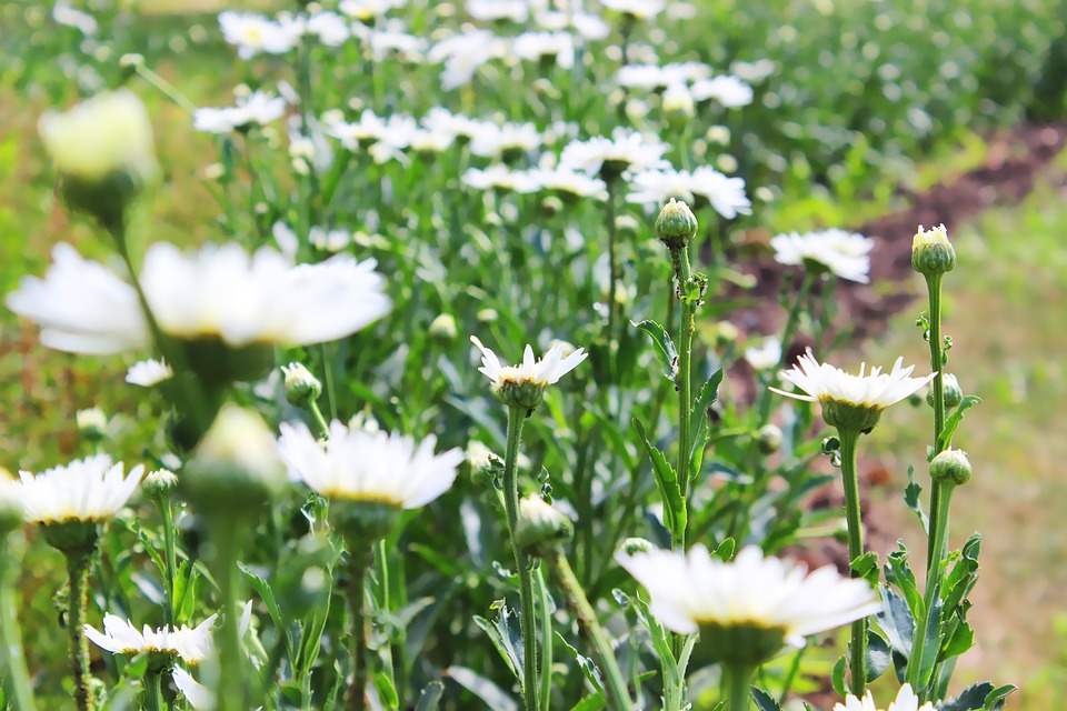 Wildflowers The Park Flowers - Free photo on Pixabay - Pixabay