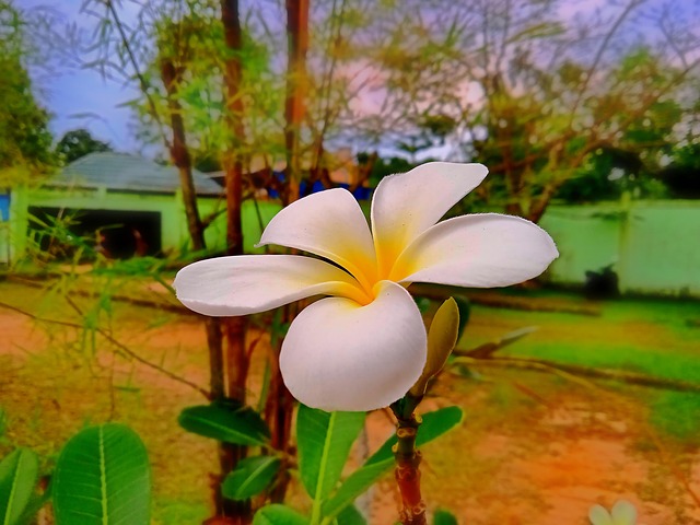 Flor Branco Verde - Foto gratuita no Pixabay - Pixabay