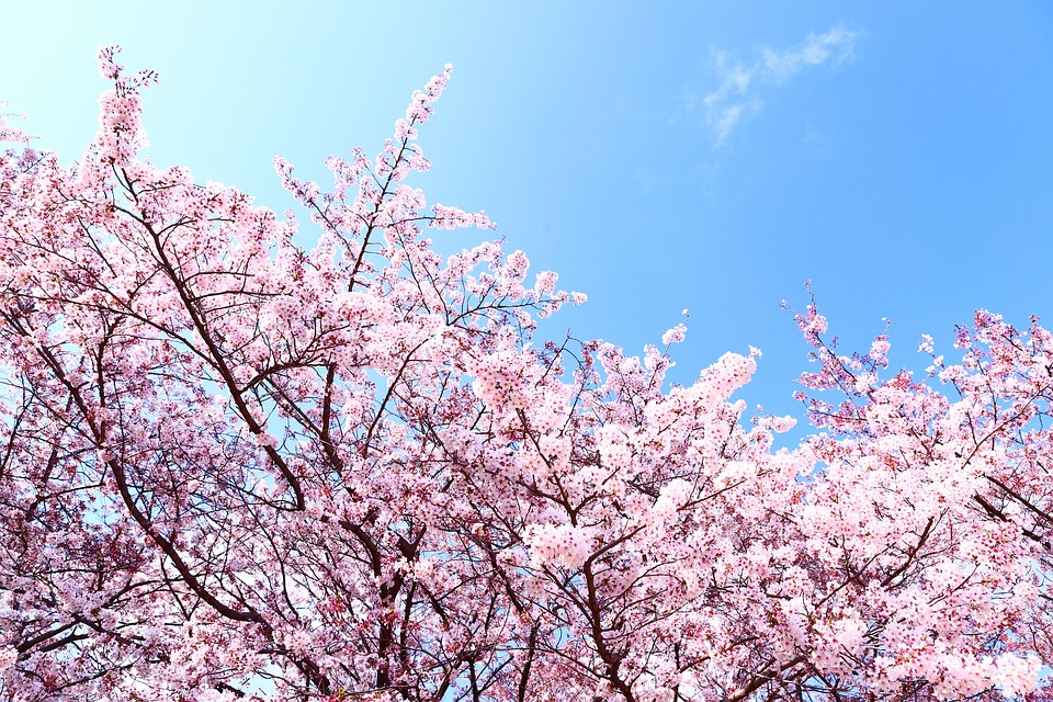 Cherry Flores Tomado - Foto gratis en Pixabay - Pixabay