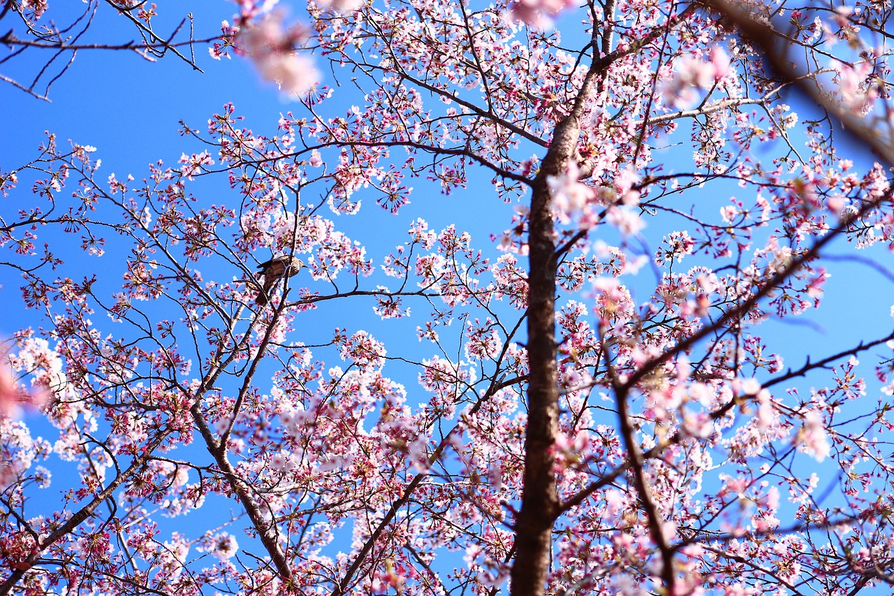 Cherry Flores Tomado - Foto gratis en Pixabay - Pixabay