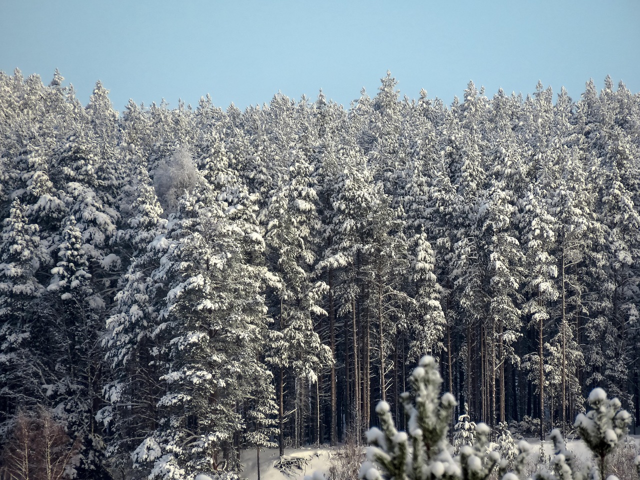 Winter Schnee Wald - Kostenloses Foto auf Pixabay - Pixabay