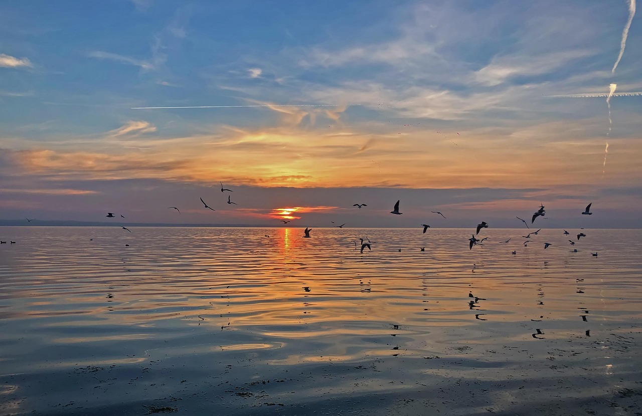 Sunset Sea Flying Birds - Free photo on Pixabay - Pixabay