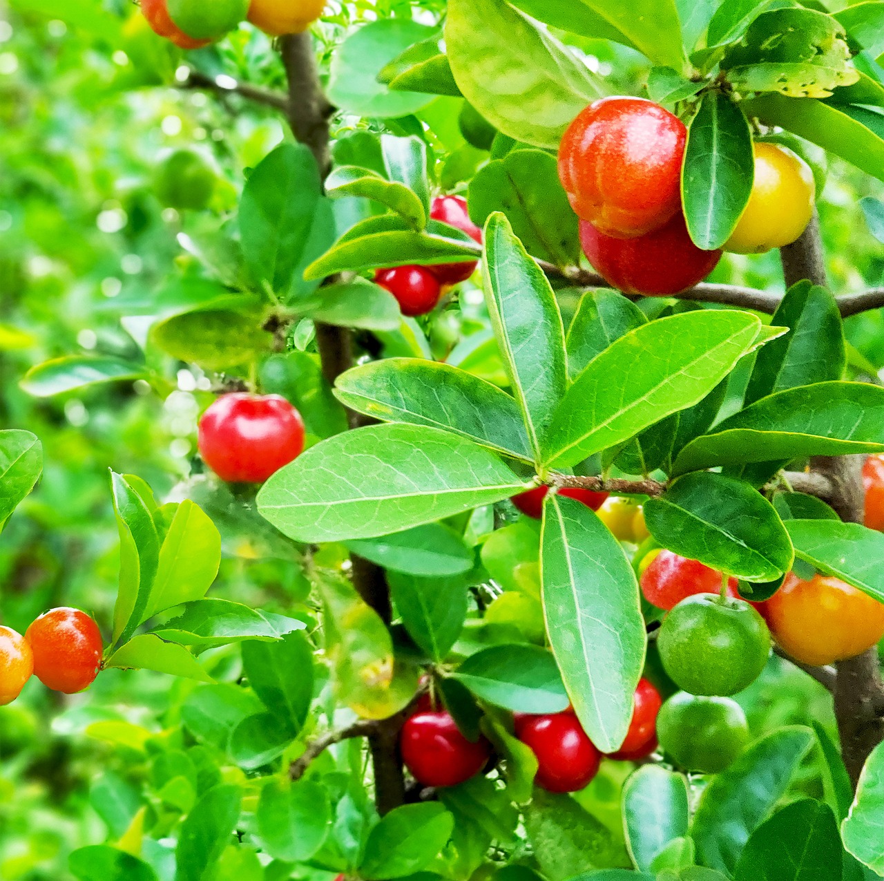 Ceri Buah Makanan - Foto gratis di Pixabay - Pixabay