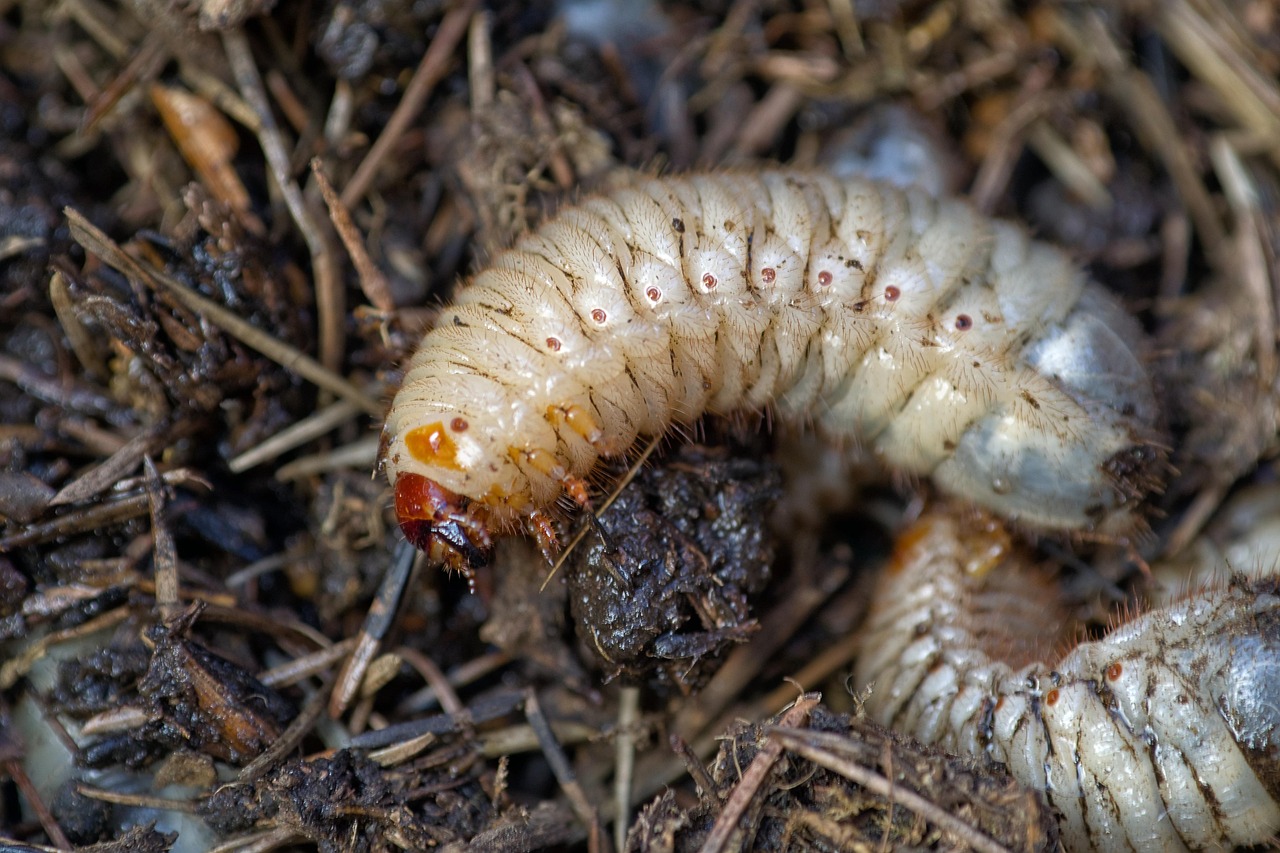 Larva Beetle Insect - Free photo on Pixabay - Pixabay