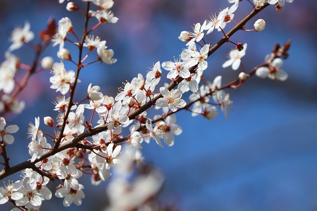 60+ Gambar Semak Sloe & Semak Berduri Gratis - Pixabay