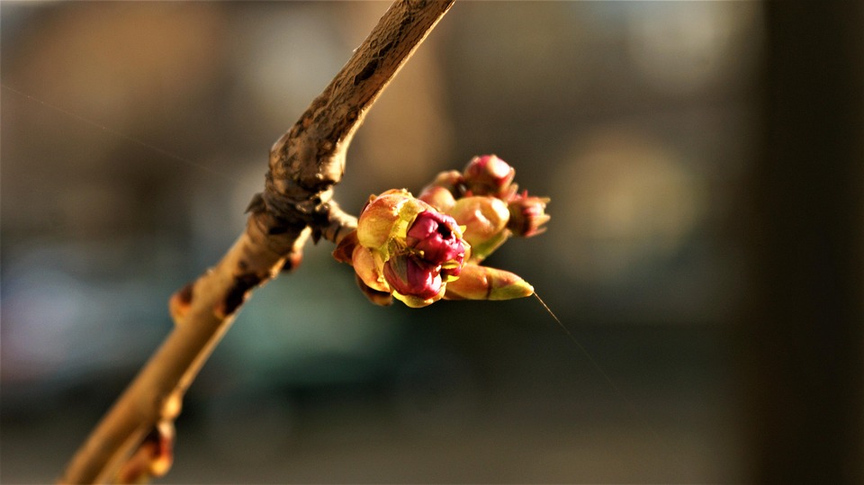 Plum Flower Buds Branch - Free photo on Pixabay - Pixabay