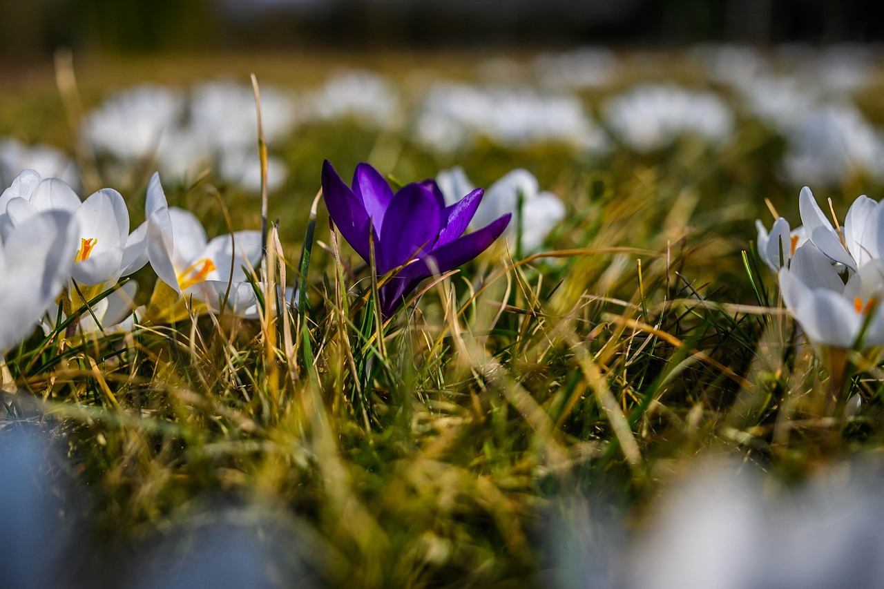 100+ Free Thrive & Thriving Images - Pixabay