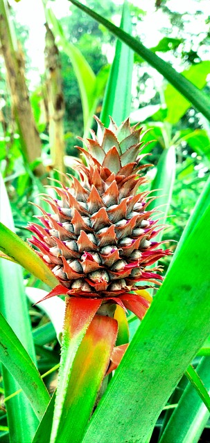 Ananas Petit - Photo gratuite sur Pixabay - Pixabay