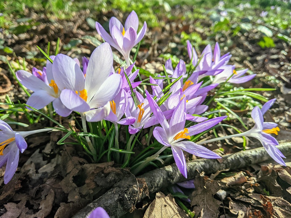 Crocus Le Printemps Bloom - Photo gratuite sur Pixabay - Pixabay