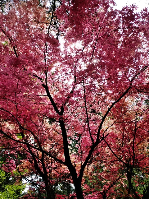 Maple Tree Autumn - Free photo on Pixabay - Pixabay