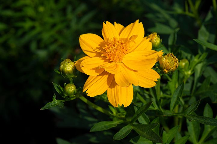 60+ Free Sulphurous Cosmos & Sulfur Cosmos Photos - Pixabay