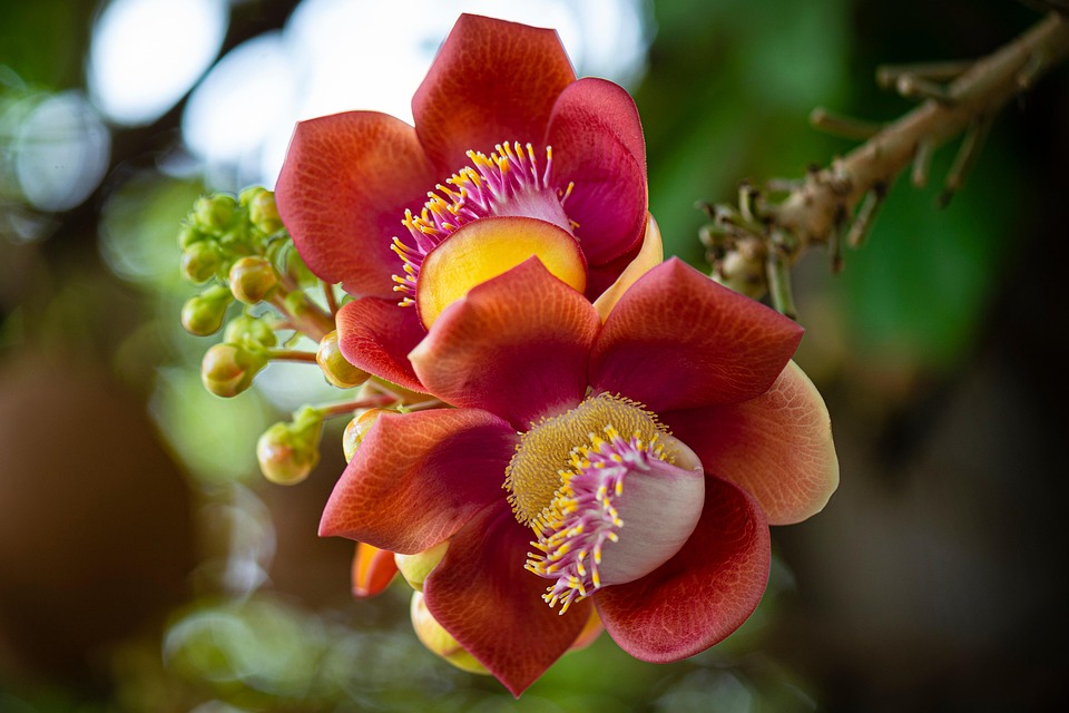 Sal Tree Flowers Branch - Free photo on Pixabay - Pixabay