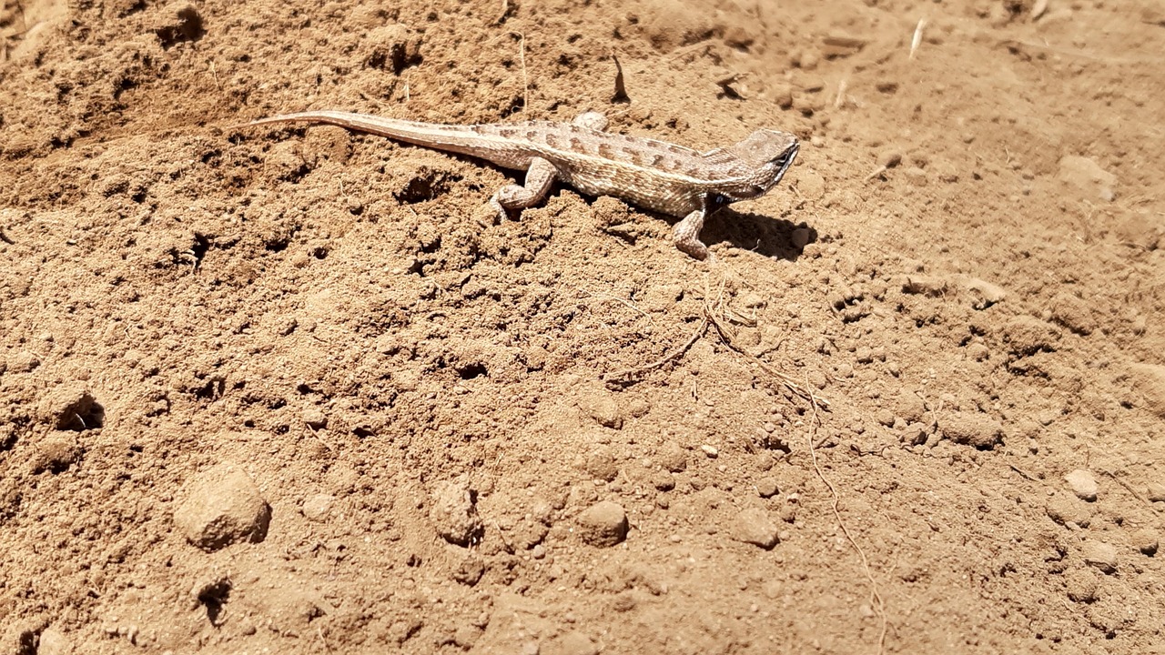 Lagartija Tomando Sol Al Aire - Photo gratuite sur Pixabay - Pixabay