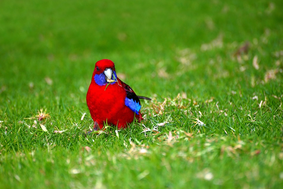 Crimson Rosella Bird Lawn Pennant - Free photo on Pixabay