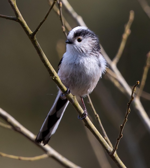 Long-Tailed Tit Bird Branch - Free photo on Pixabay