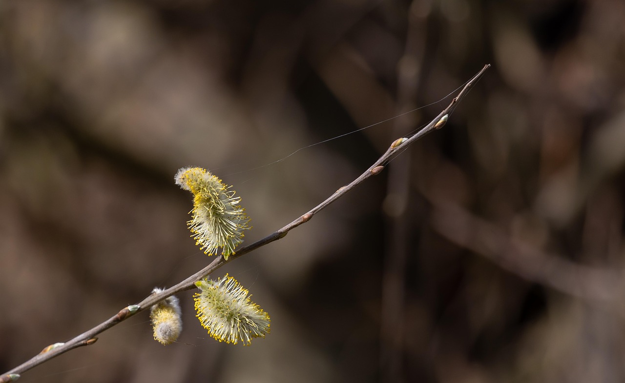 100 Free Pussy Willow And Nature Images Pixabay