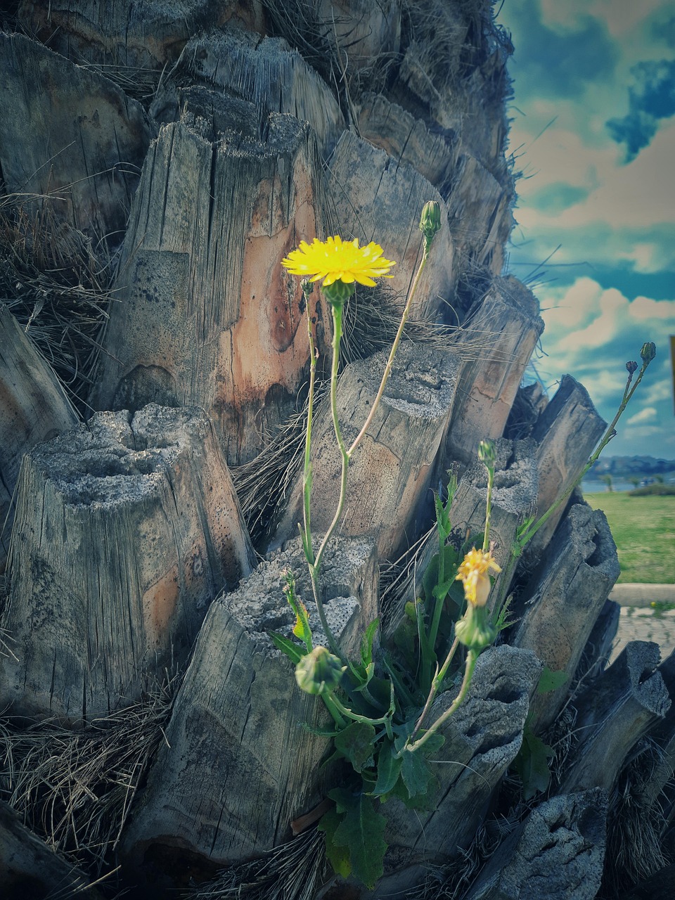 Dandelion Nature Yellow Flower - Free photo on Pixabay