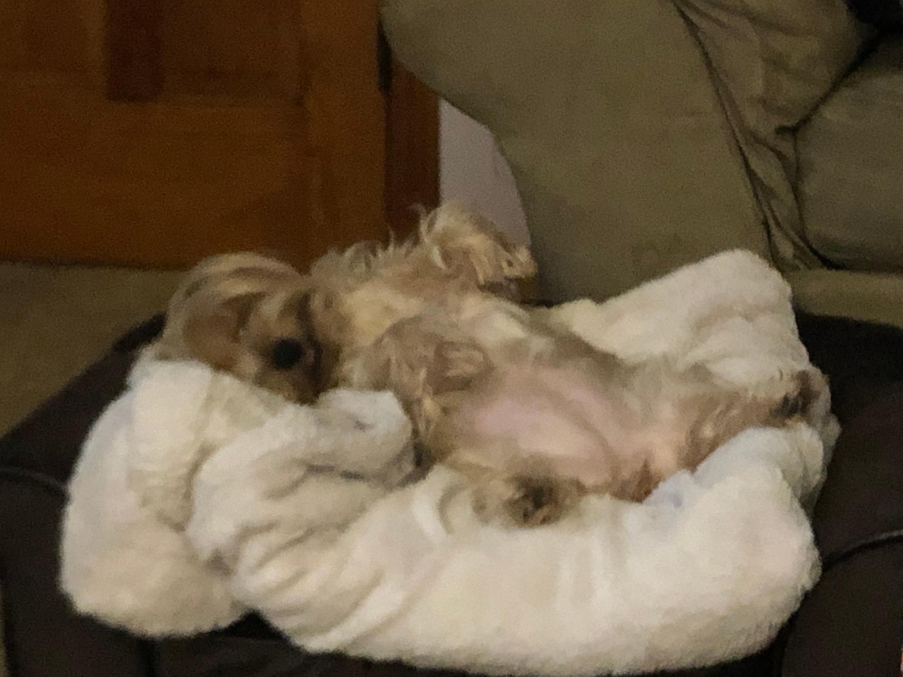 Relaxed Pup Boudior Dog - Free photo on Pixabay - Pixabay