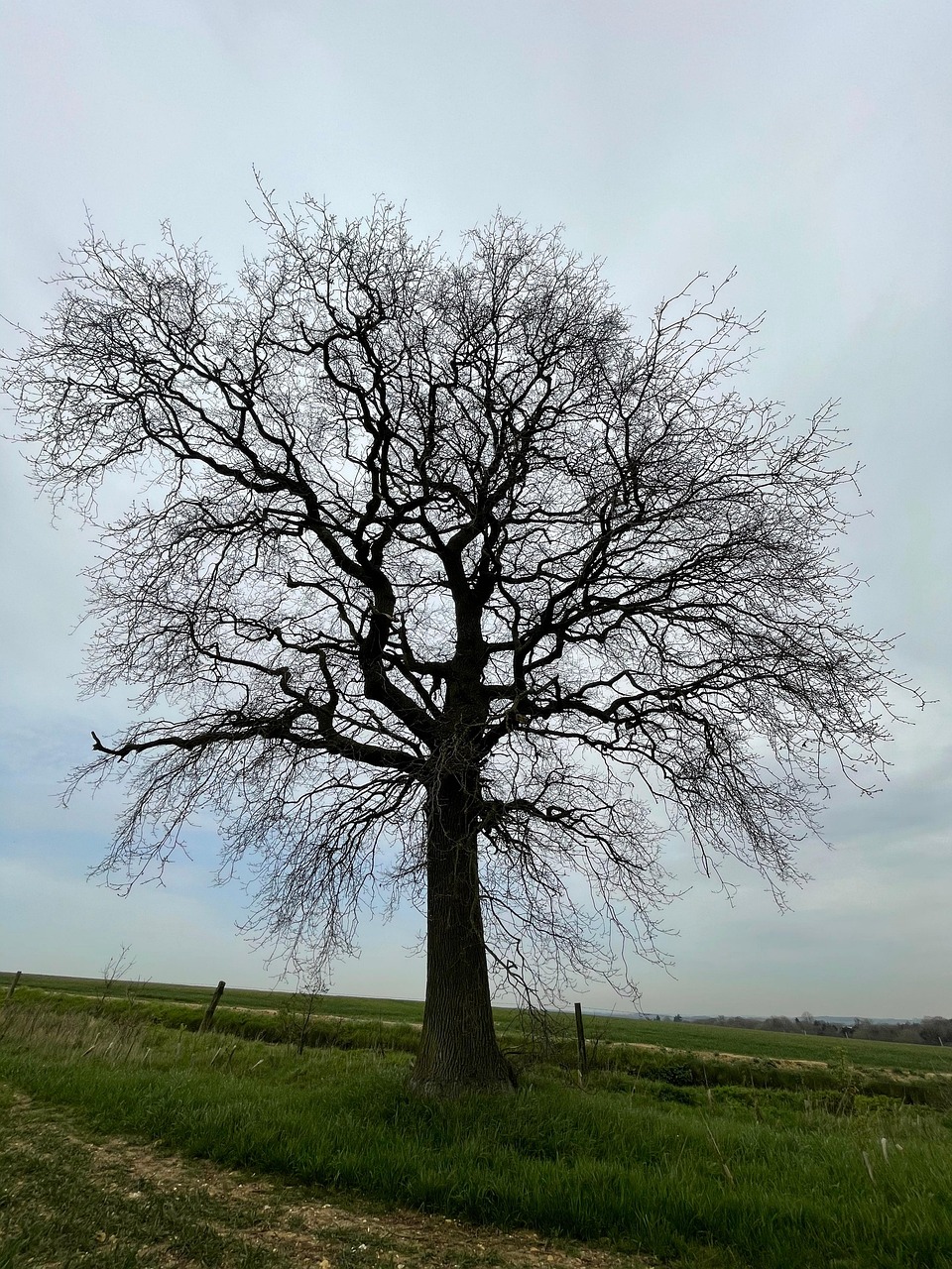 Arbre Sur Le Terrain Gazon Des - Photo gratuite sur Pixabay - Pixabay