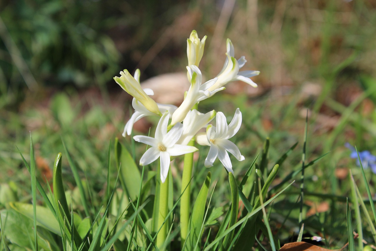 Eceng Gondok Hyacinthus Orientalis - Foto gratis di Pixabay - Pixabay