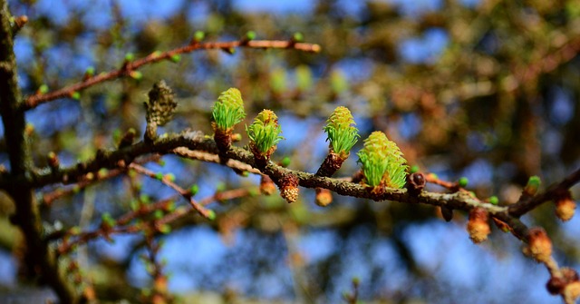 Eropa Larch Larix Decidua Kuncup - Foto gratis di Pixabay - Pixabay