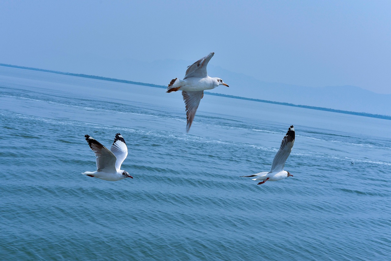 Birds Saintmartin - Free photo on Pixabay - Pixabay