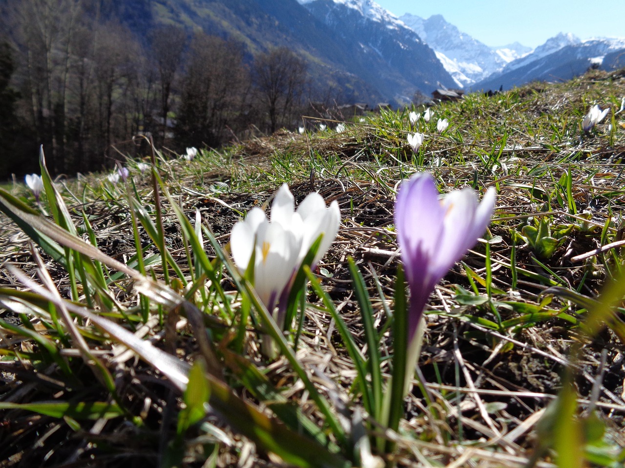 Fleurs Prairie Alpes - Photo gratuite sur Pixabay - Pixabay