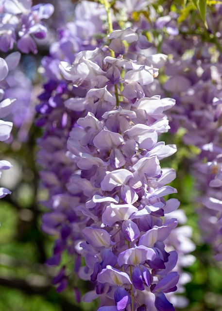 Fleurs Mignonne Nature - Photo gratuite sur Pixabay - Pixabay