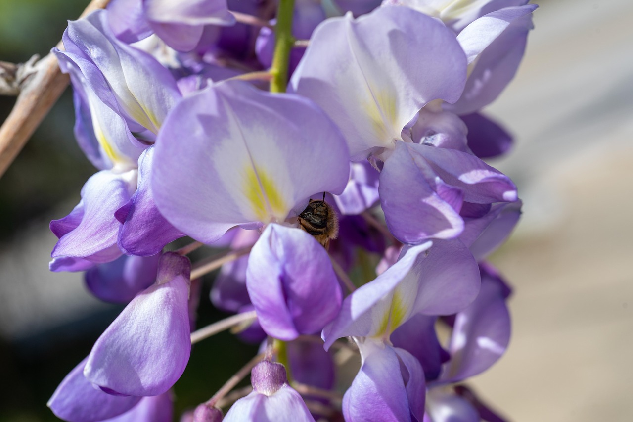 Fleurs Mignonne Nature - Photo gratuite sur Pixabay