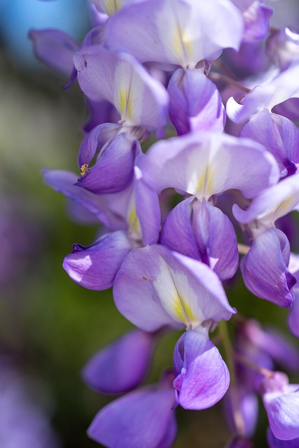 Fleurs Mignonne Nature - Photo gratuite sur Pixabay - Pixabay