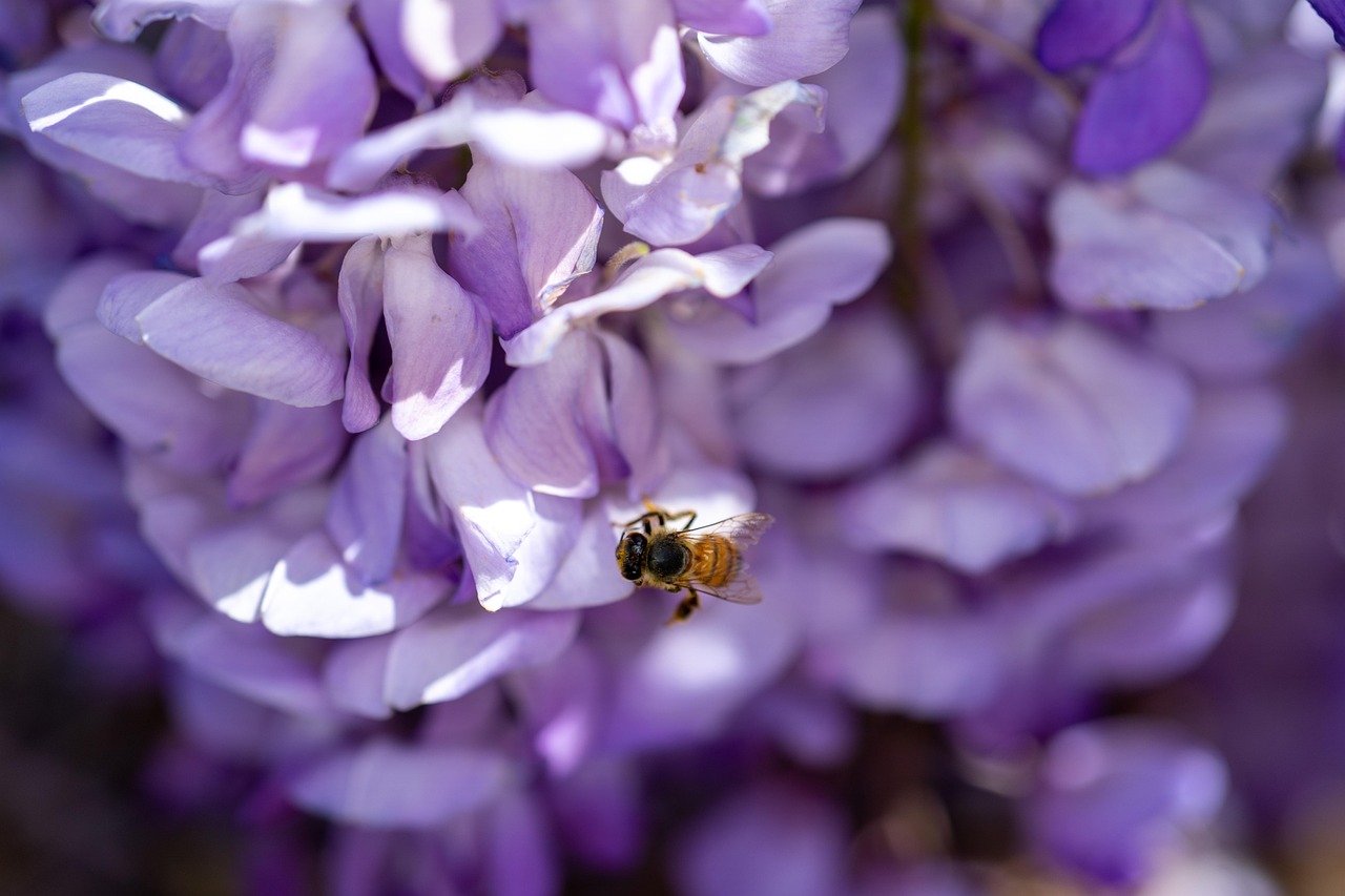 Bunga-Bunga Imut Alam - Foto gratis di Pixabay - Pixabay