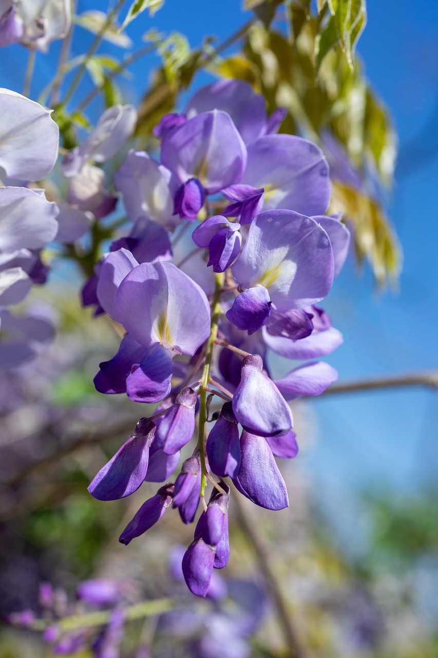 Fleurs Mignonne Nature - Photo gratuite sur Pixabay - Pixabay