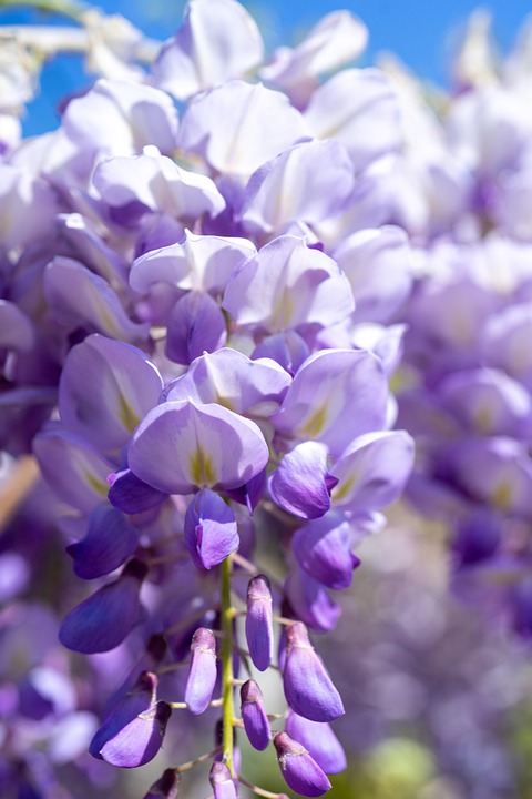 Fleurs Mignonne Nature - Photo gratuite sur Pixabay - Pixabay