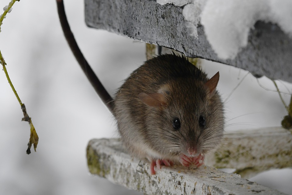Animal Rodent Winter - Free photo on Pixabay - Pixabay