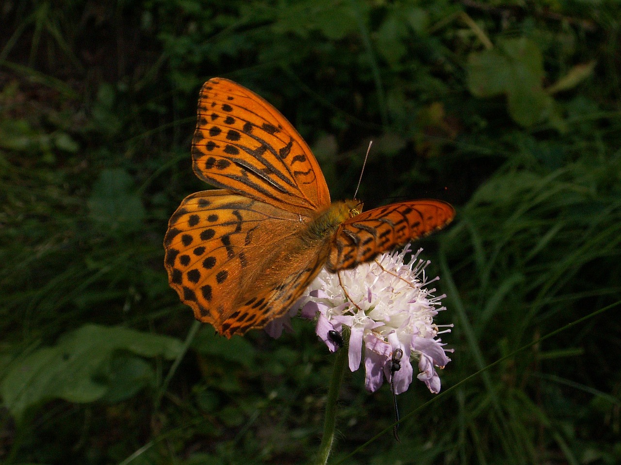 Papillon Nacre De Grande Forêt - Photo gratuite sur Pixabay - Pixabay