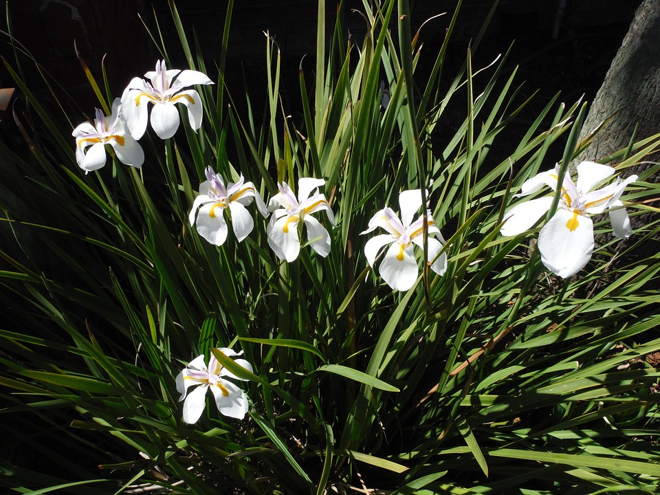 African Iris Flower Plant Free Photo On Pixabay Pixabay